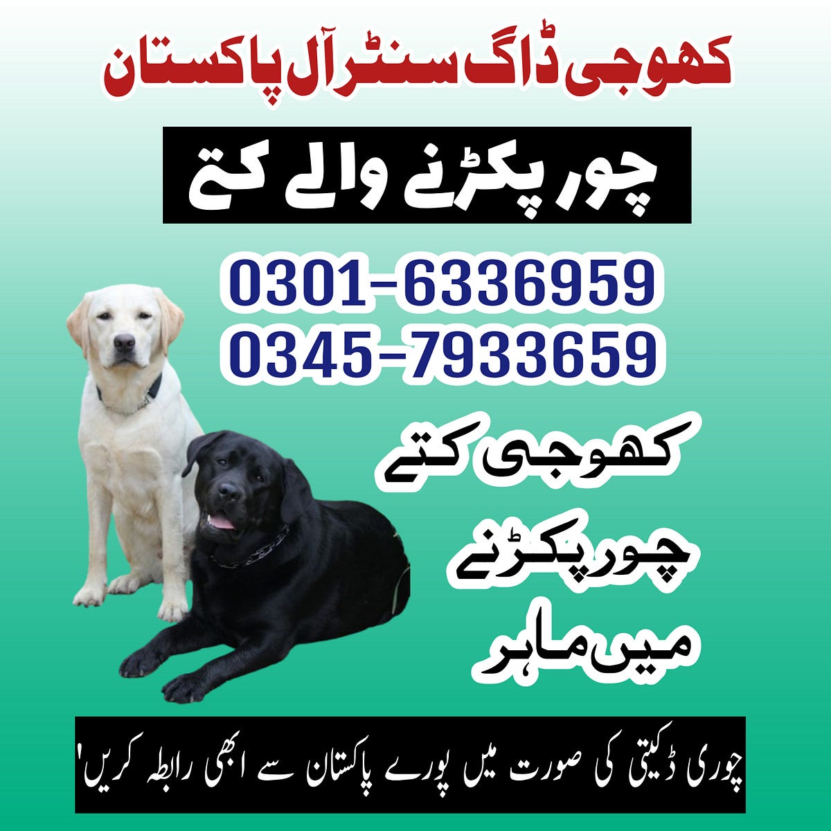 Army Dog Centre Swabi 03005454118 - Khoji Dog Contact Number Khoji ...