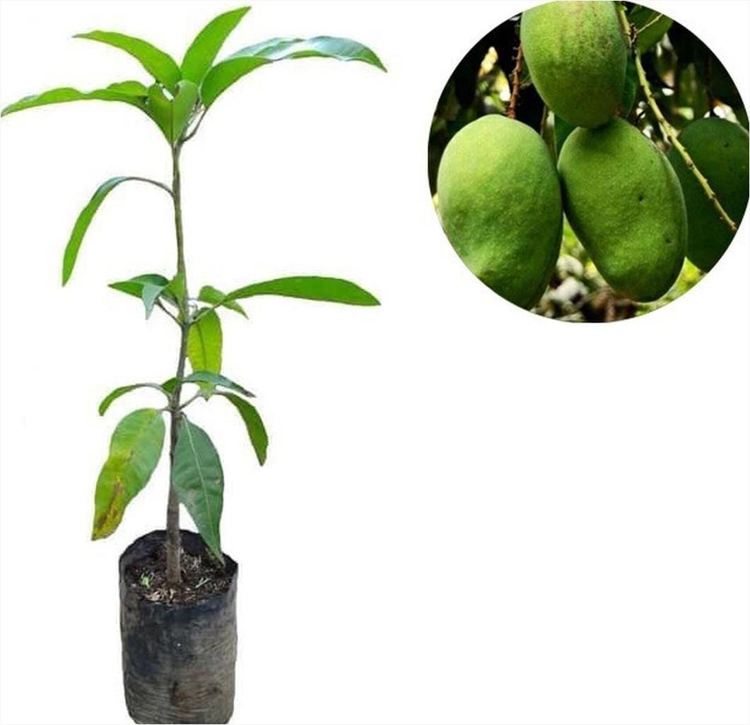 Bibit Mangga Harum Manis Tanaman Buah Aromanis Harumanis Bisacod Klaten ...