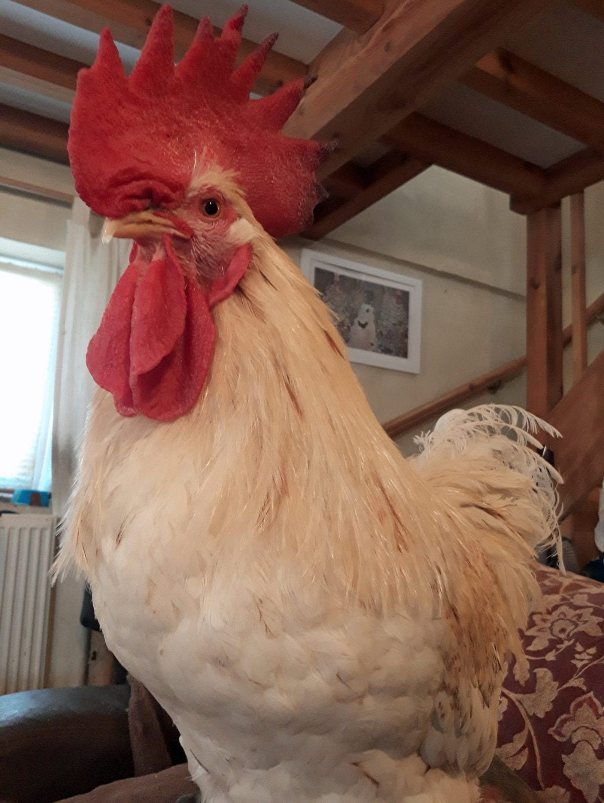 Chatterbox 4: A BIG COCK. I saw a cock yesterday — A BIG COCK. | by Daradeyemi | Medium