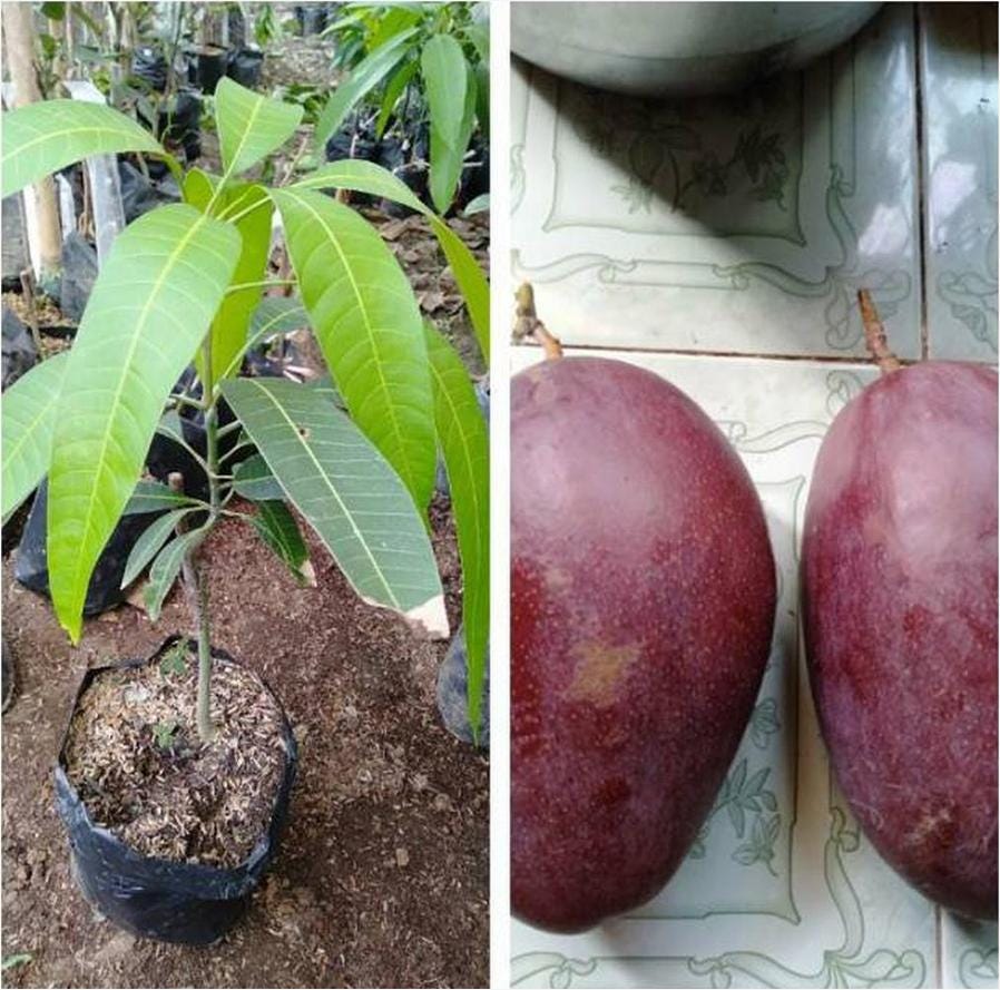 Bibit Mangga Yuwen Buah Sumenep Terlengkap | by farzan bibit | Medium