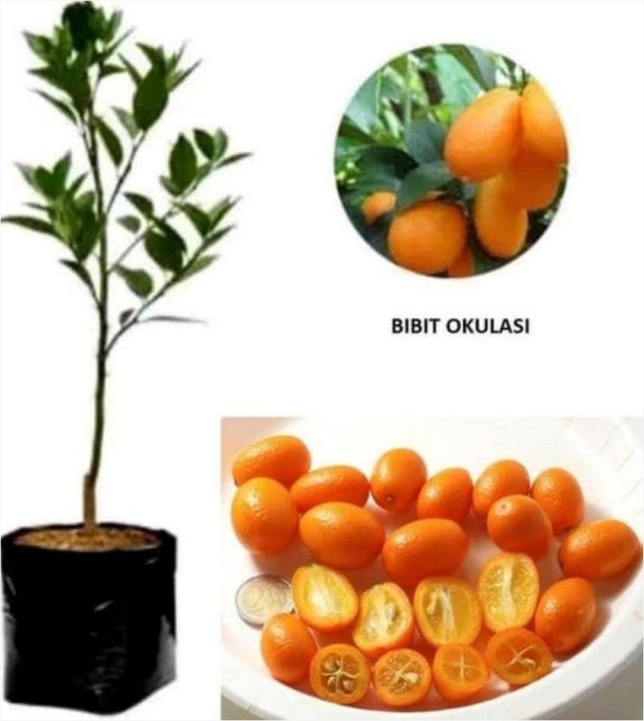 Bibit Jeruk Dekopon Paket 2 Okulasi Nagami Dan Berkualitas Wonogiri ...