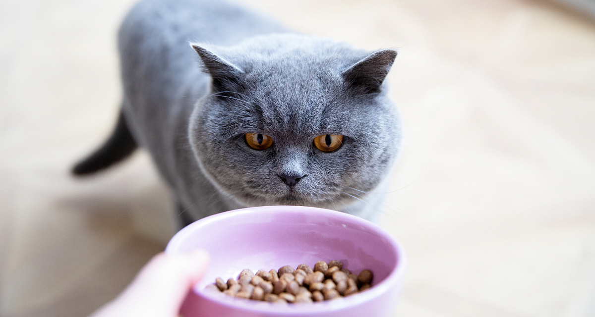 cat foodChoosing the best tasting dry food for cats | by Tippaws | Medium