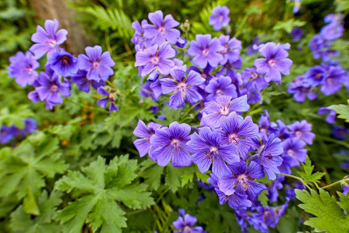Wild Geraniums: Nature’s Vibrant Gems in the Wilderness | by Tammy Sons ...