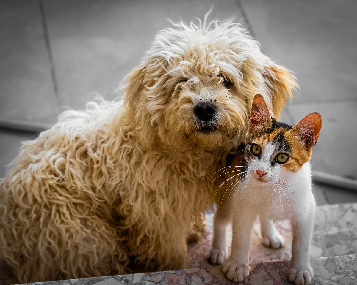 Beyond Llms The Rise Of Ai Agents By Ersin Bayraktar Medium