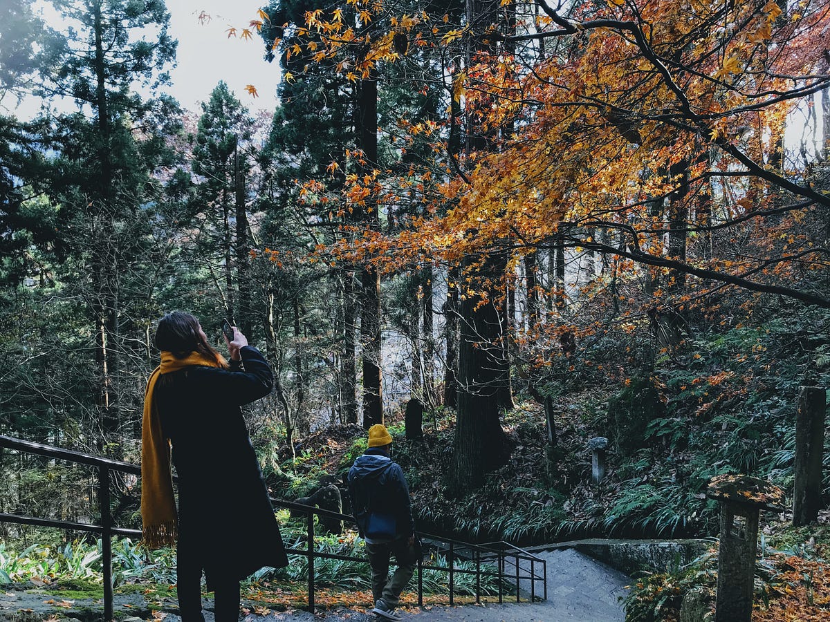 Forest Bathing: A Mindful And Inclusive Guide to Japan | by another ...