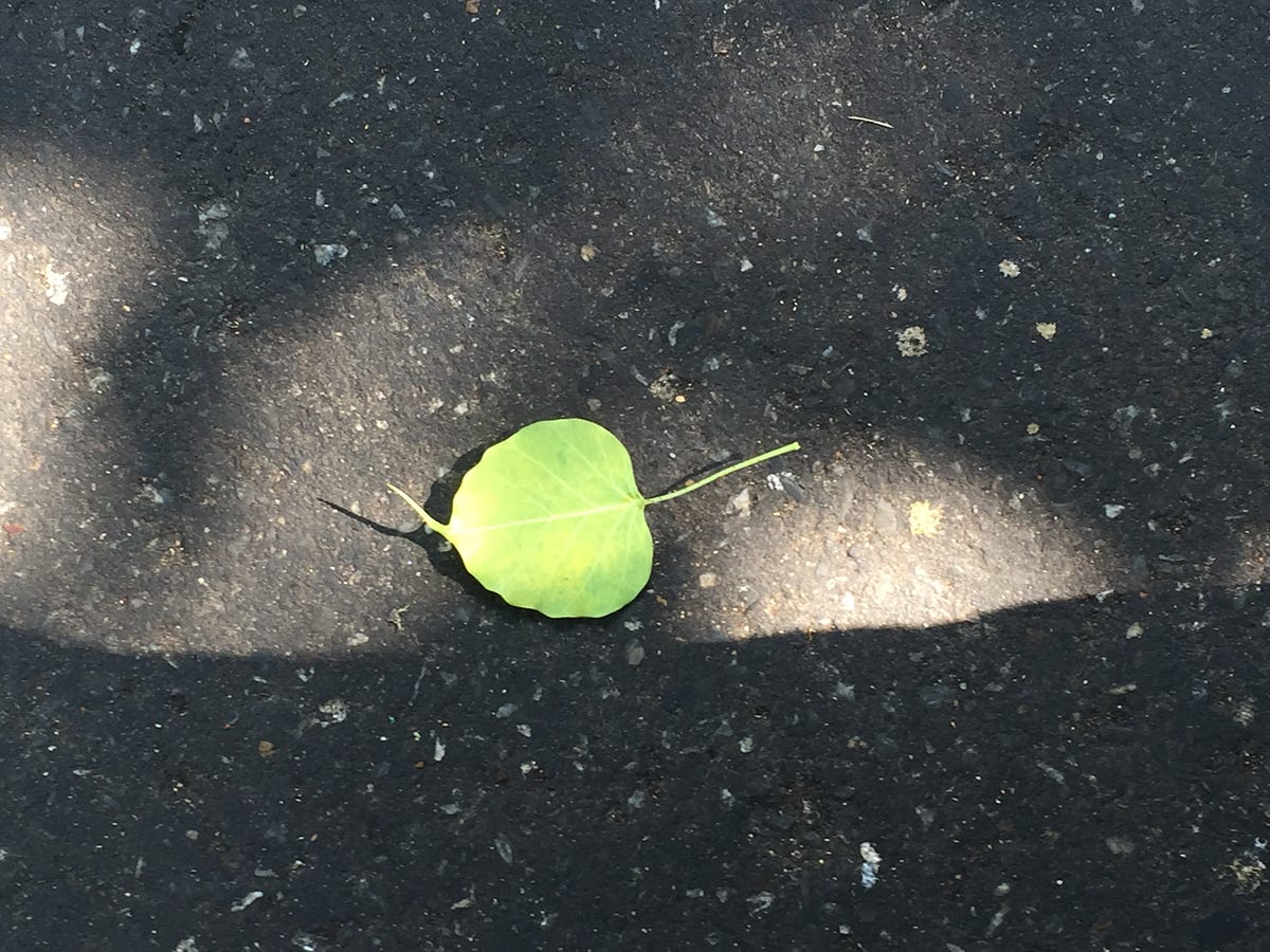 Haiku for Bangkok. Beauty in Bangkok | by Lucinda Ritter | Medium