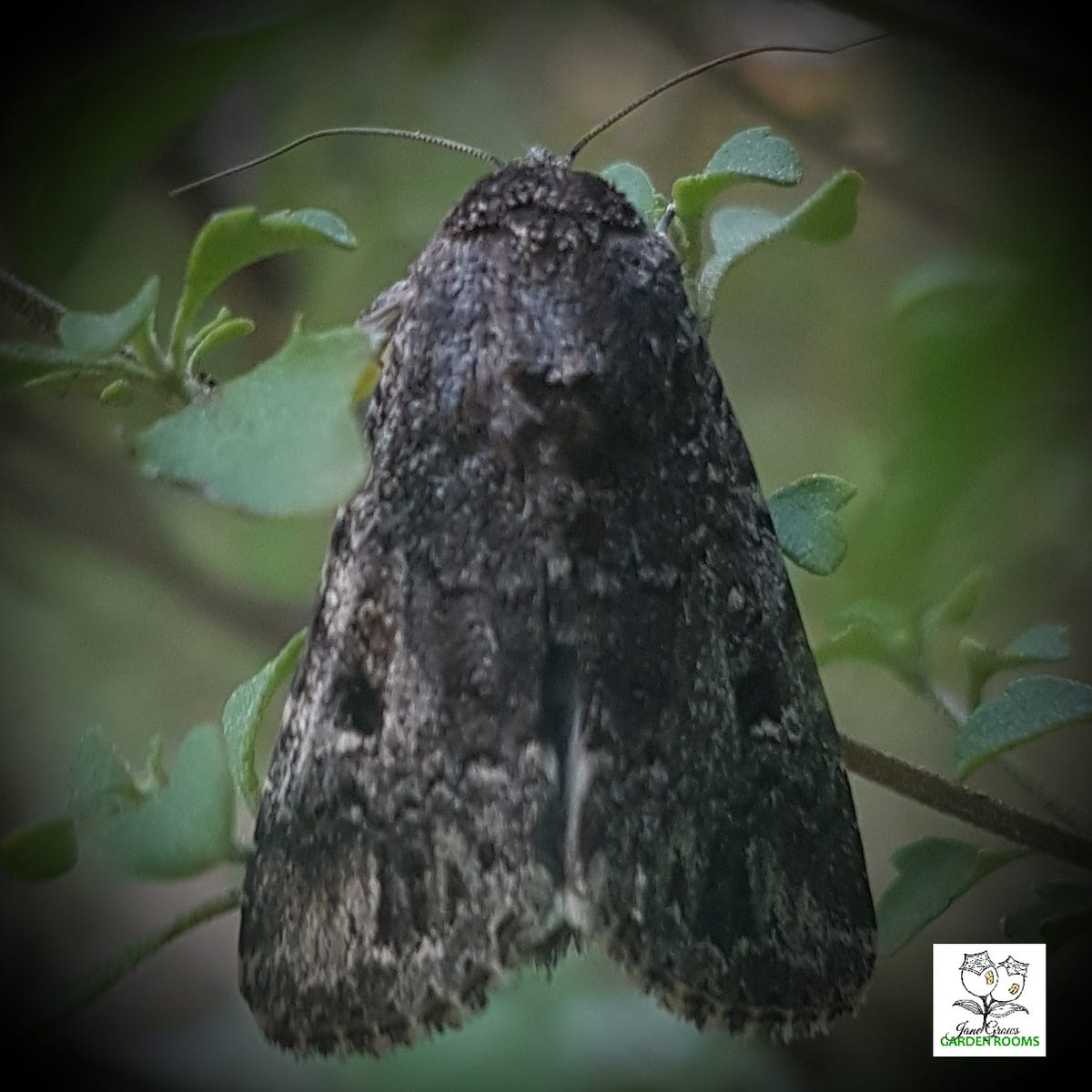 The Moth Who Flapped her Wings. How conversations with my daughter help ...