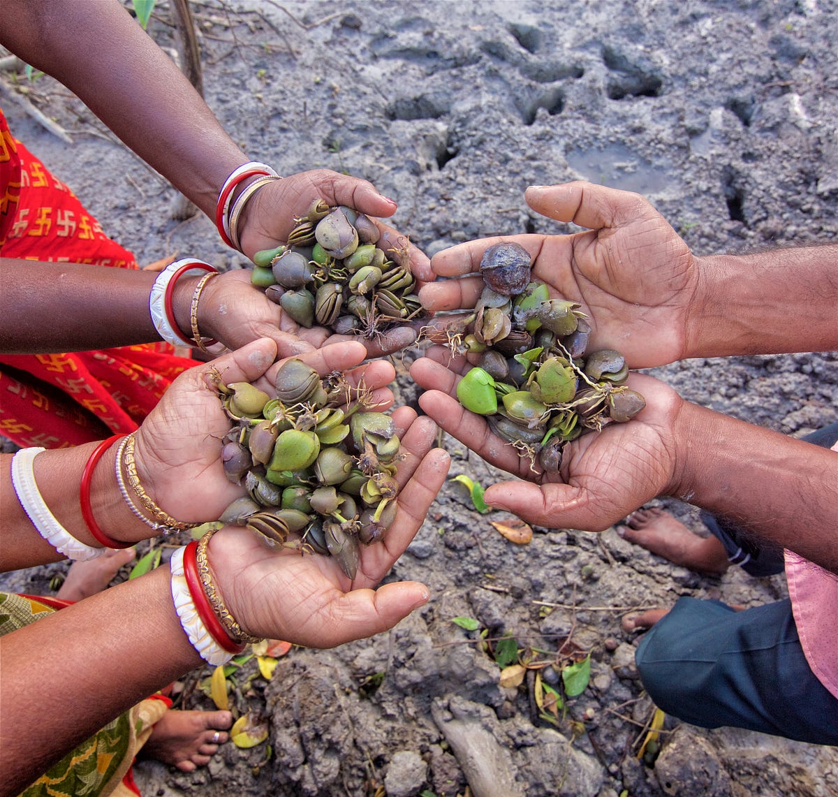 Reviving Sundarbans: Planting Mangroves for a Sustainable Future | by ...