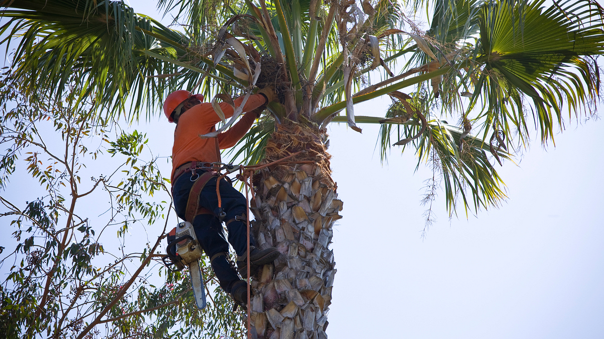 A Guide to Palm Tree Trimming | Medium