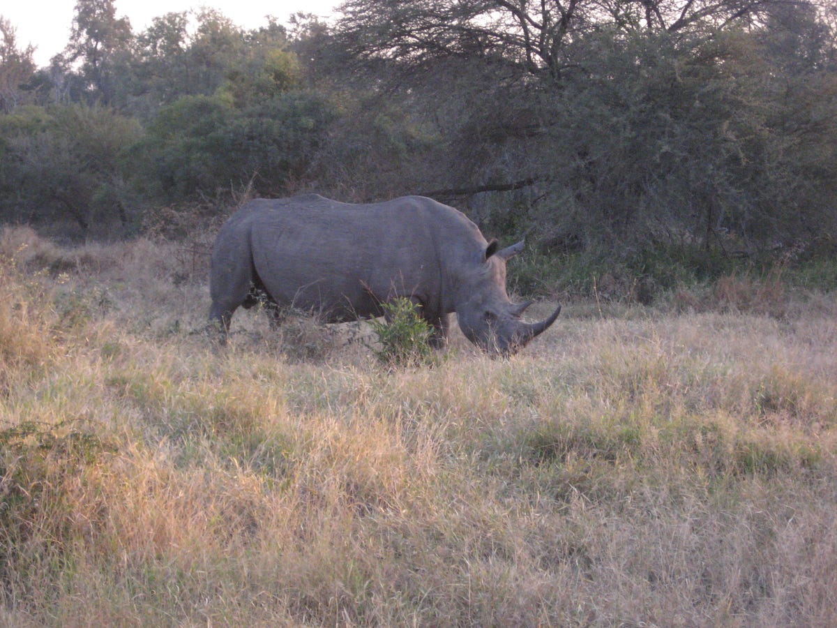 The Last Hot Track. Your tracking lesson in the African… | by Bridgette Boudreau | Medium