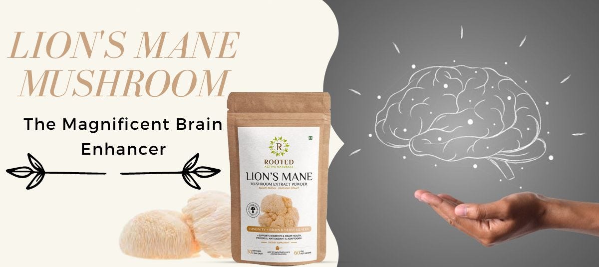 Lion’s Mane Mushroom: The Magnificent Brain Enhancer | by Rooted ...