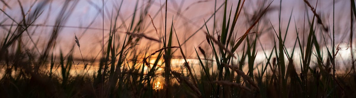 Four Sonnets — Field, River, Battle, Street. | by Matthew | Medium