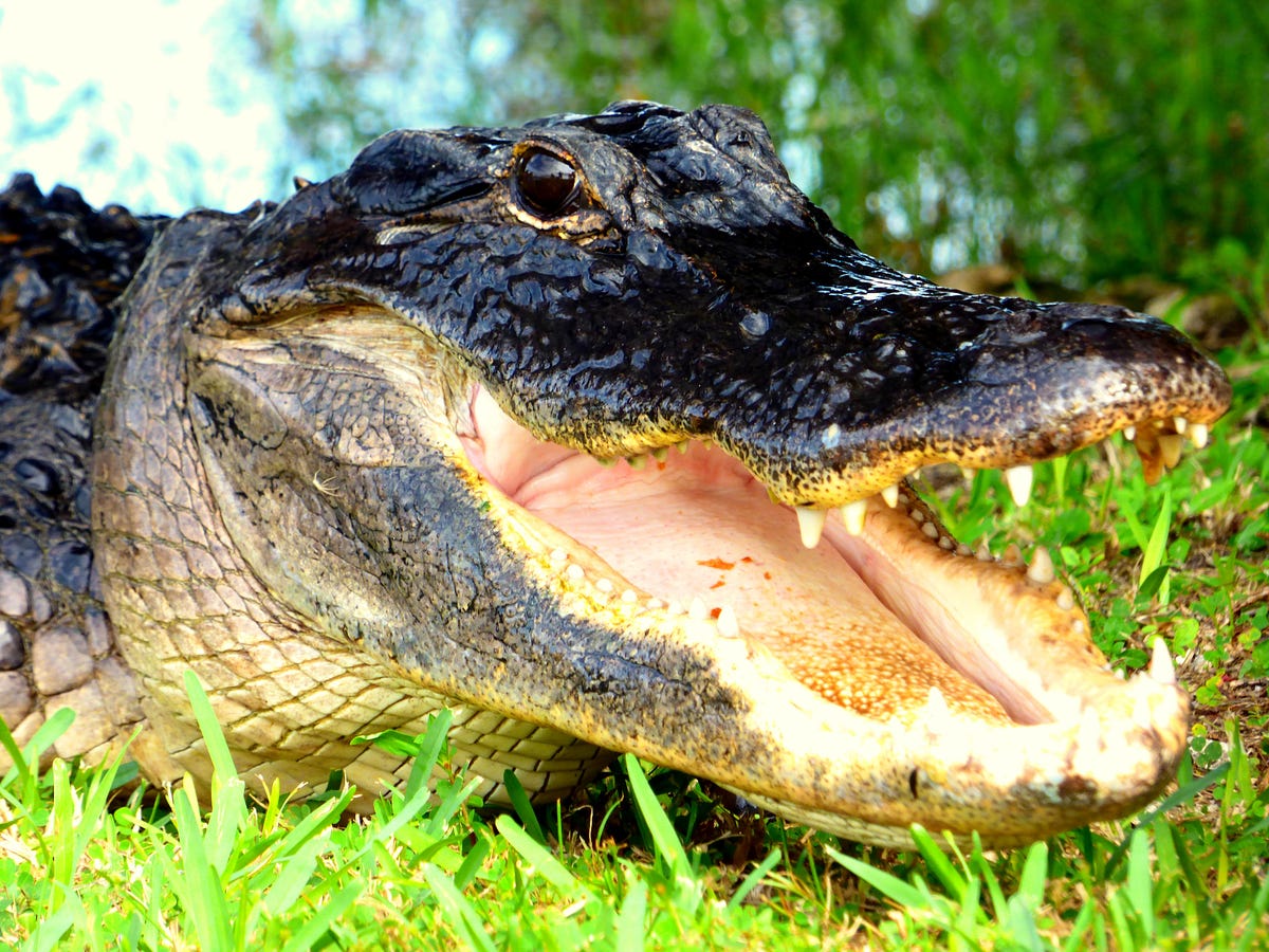Testing Gatekeeper constraints with gator CLI | by Lachlan Evenson | Medium