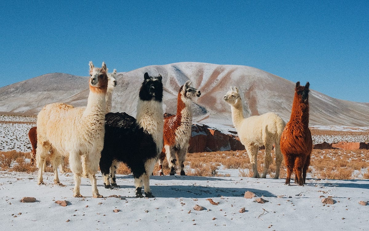 Simplify Llm Inference On Your Laptop Computer With Bigdl Llm And Llama
