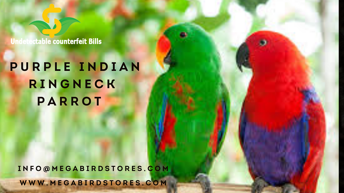 PURPLE INDIAN RINGNECK PARROT — MEGABIRDSTORES.COM - Evelynmine - Medium