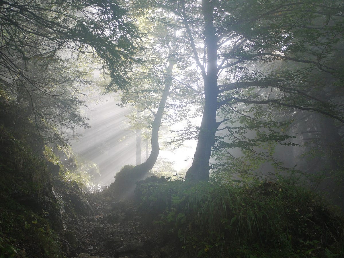 When Your Path is Shrouded. A poem | by Nicole Dake | Medium