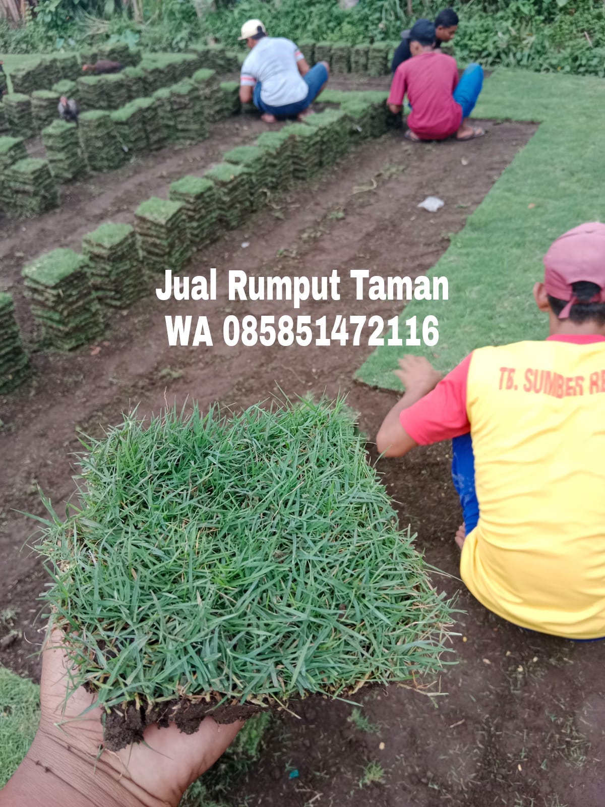 Harga Rumput Jepang Per Meter Nganjuk | by Rumputtaman | Medium