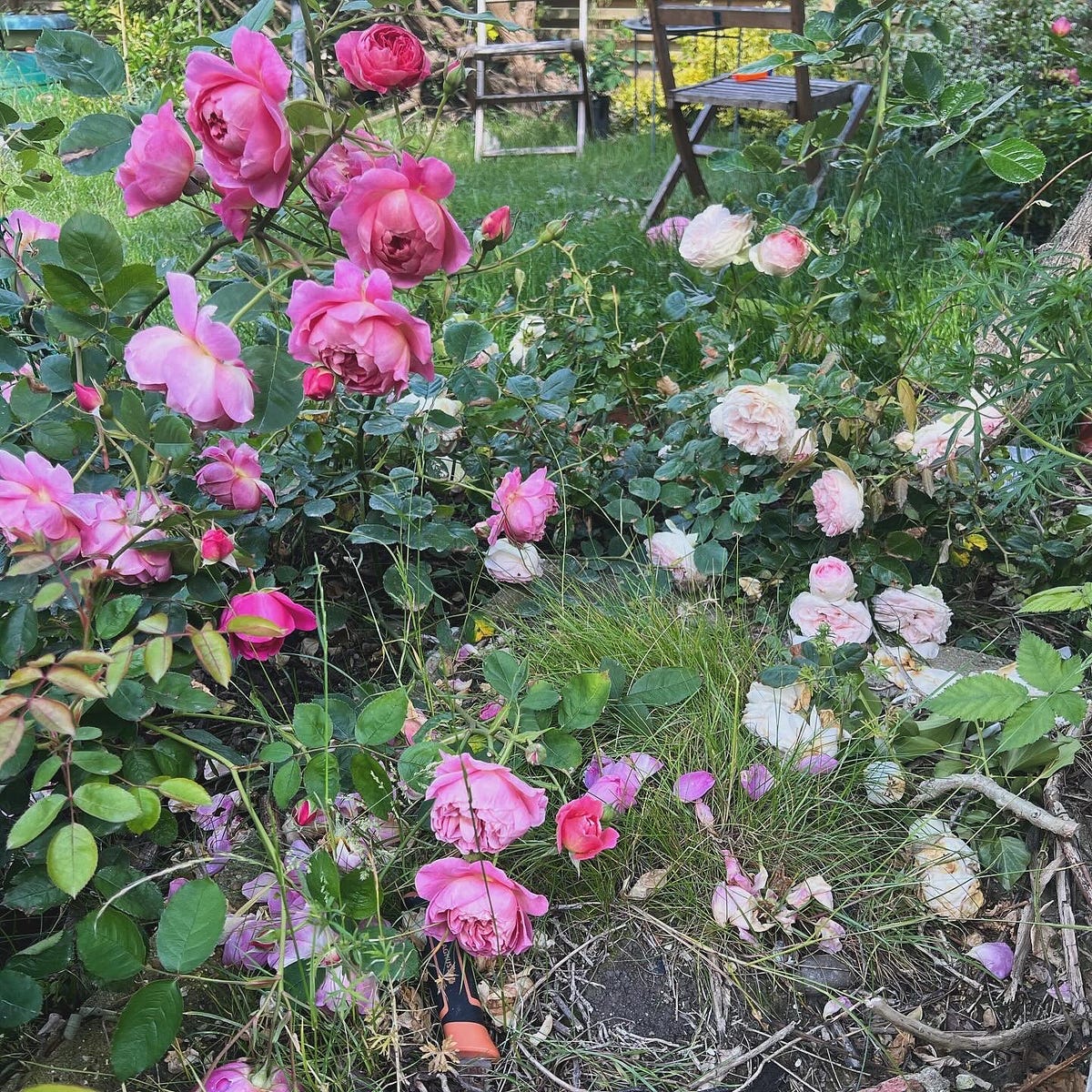 The roses in my garden. I’m a new gardener, and quite a… | by Wanda ...