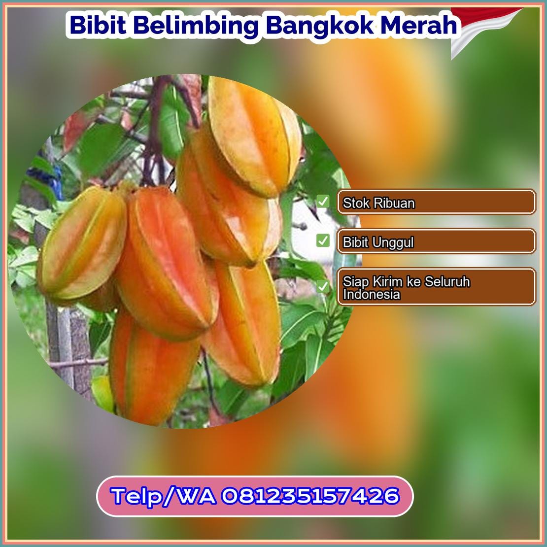 Supplier Bibit Belimbing Bangkok Merah Nagekeo | by farzan bibit | Jul ...
