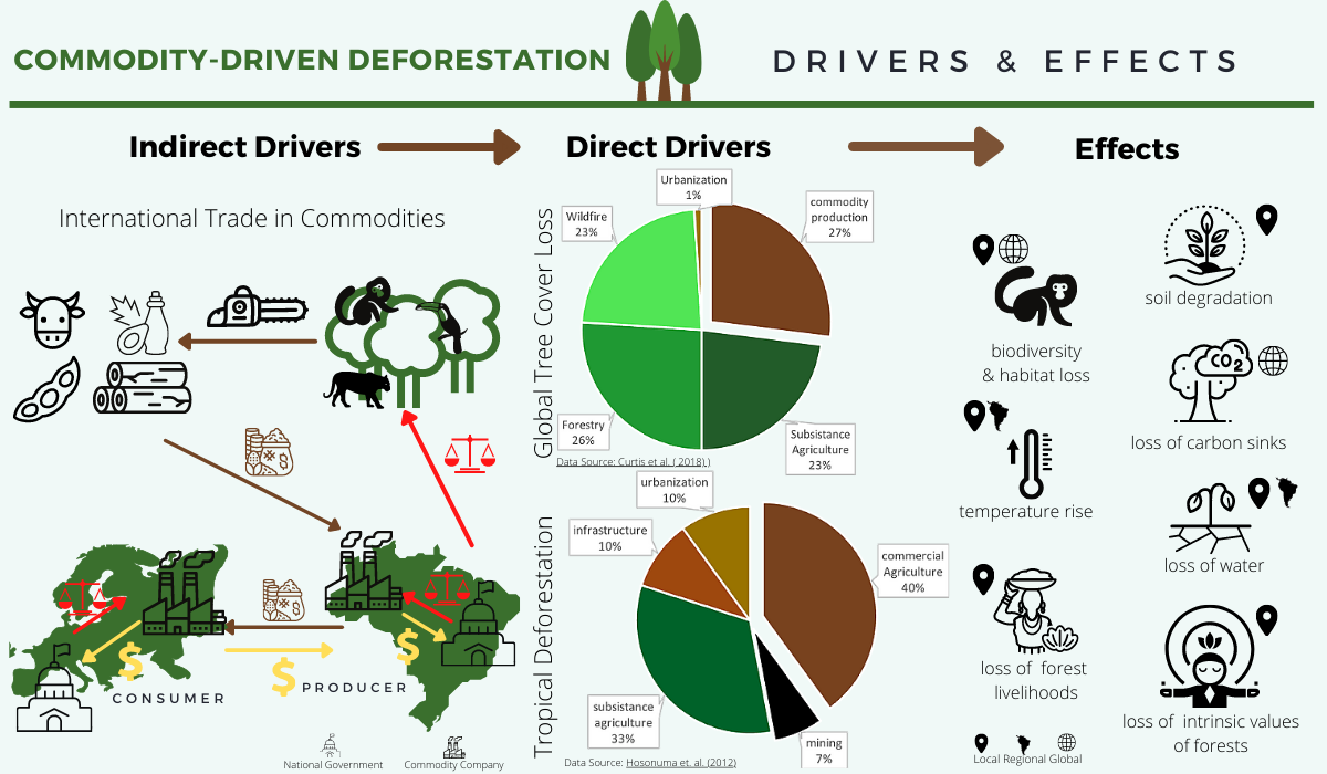 Deforestation Infographic Video