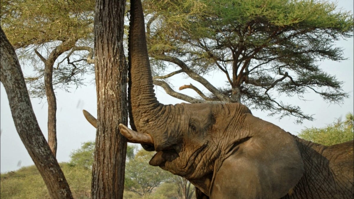 Tree-shaking? Let’s implement it! | by Flo Sloot | Punching Performance ...