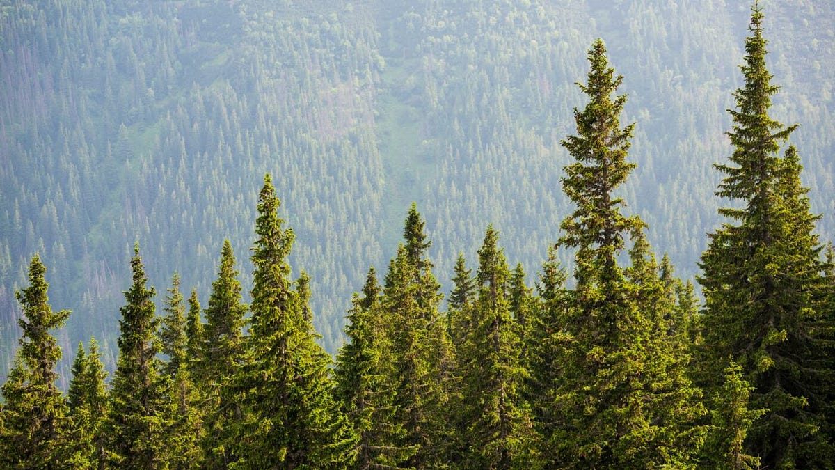 1. Coniferous Trees. Conifers dominate the northern… | by Waqas Ali ...