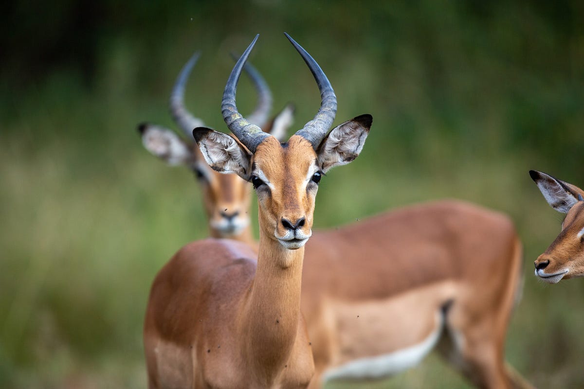 Your Basic Guide to the Leap Upgrade for Antelope (Previously EOSIO ...