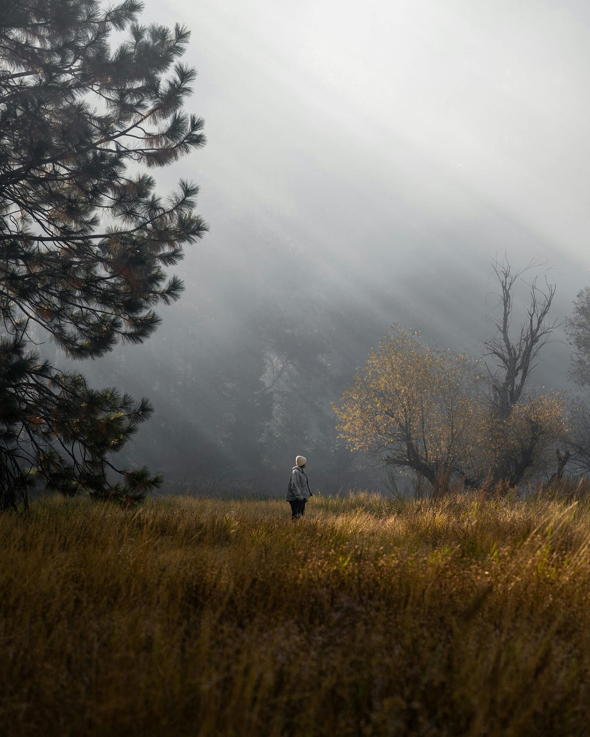 This forest hates restless guest. This story within the forest leads ...