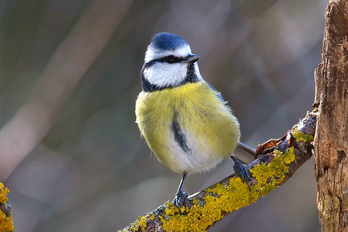 The Wild Is All Around You. Nature is everywhere if you learn to… | by ...