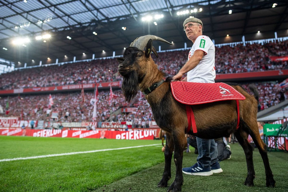 Dinastia Hennes: conheça o mascote que representa o Colônia há 70 anos ...