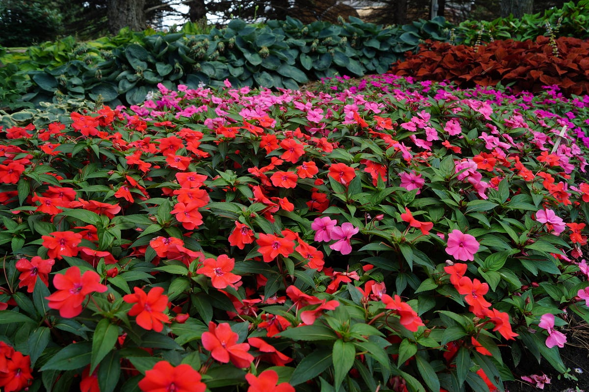 “Wonderful Impatiens”. Variety Assortment Impatiens arrive in… | by ...