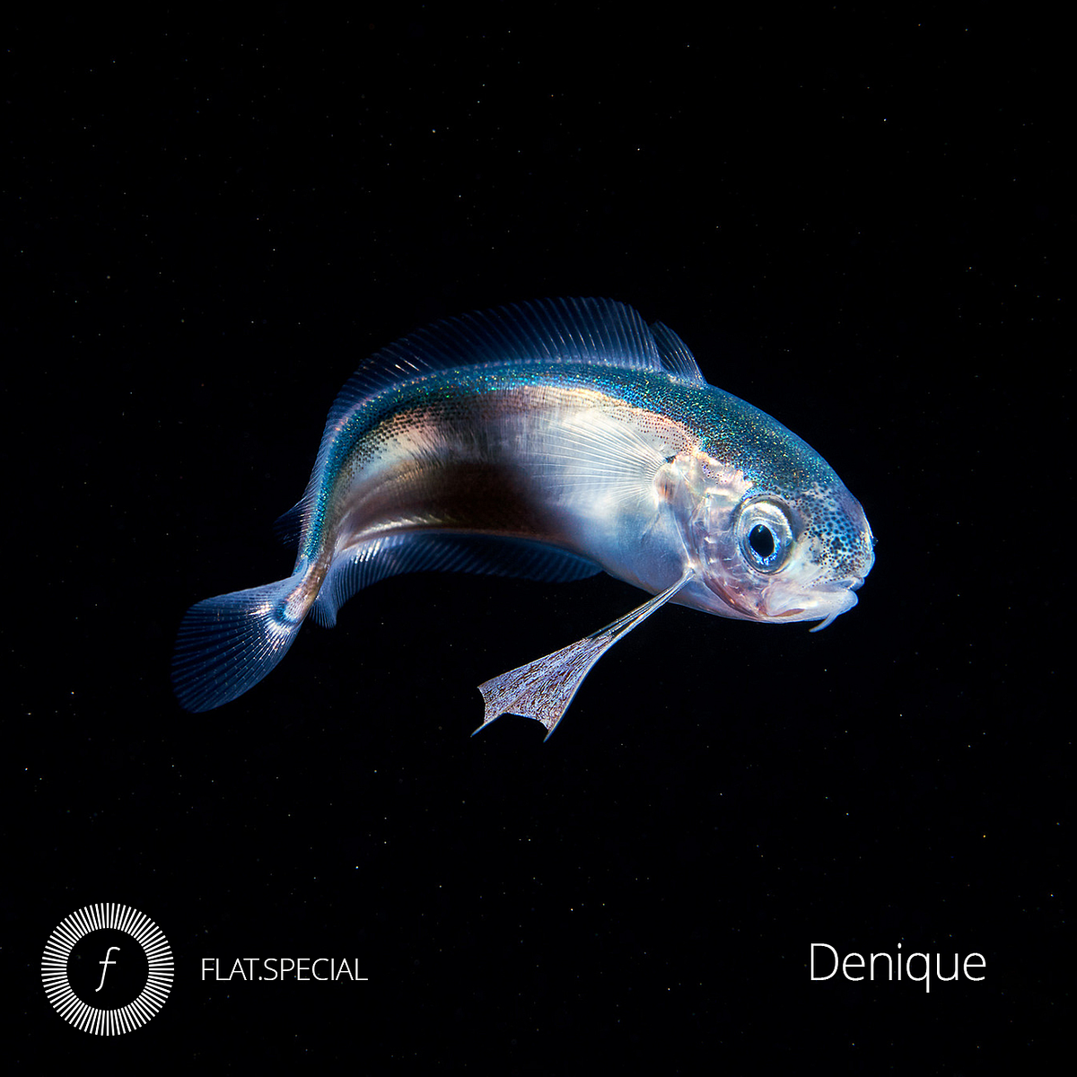 FLAT.SPECIAL #23 — Denique. Artist: Denique (flat.fm/deniquee)… | by ...