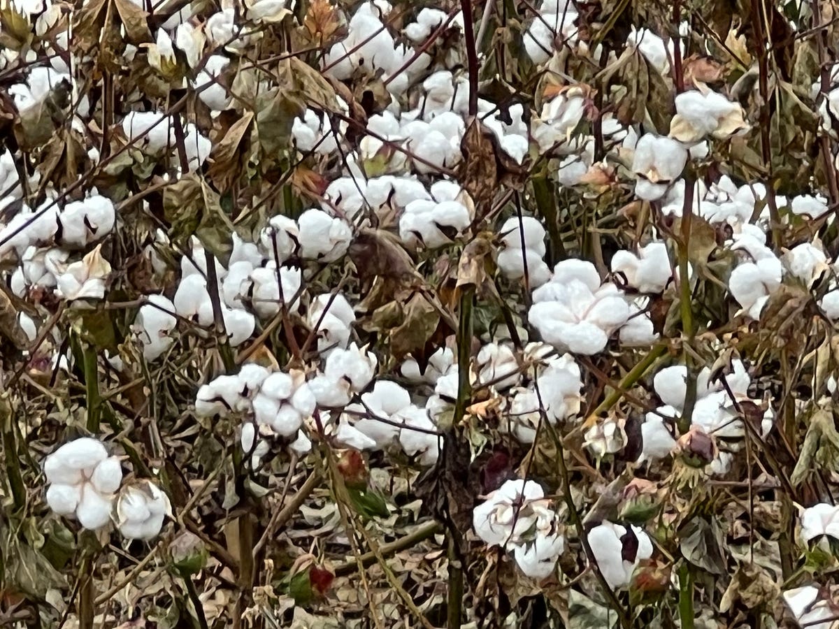 Cotton Fields: A Snapshot of Rural Alabama | by Julia A. Keirns | Read ...