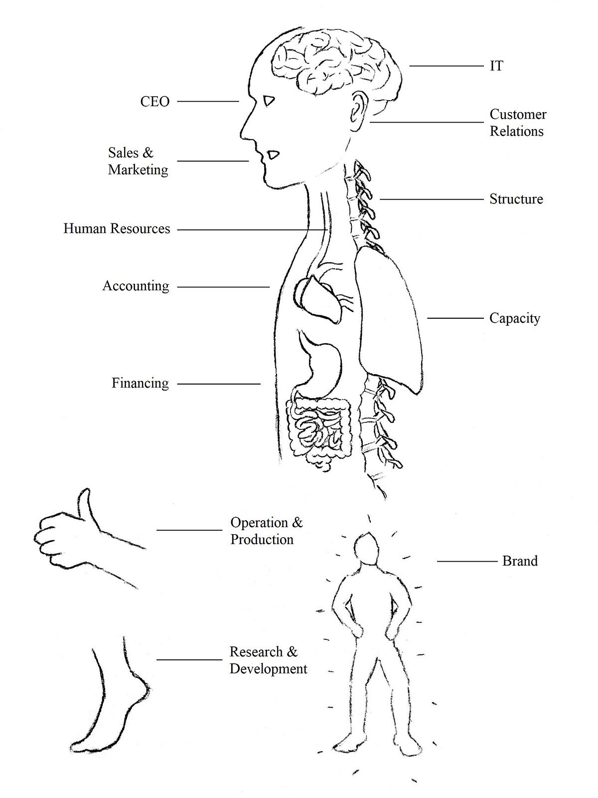 Company as Human Body. Another way to think about a company | by ...