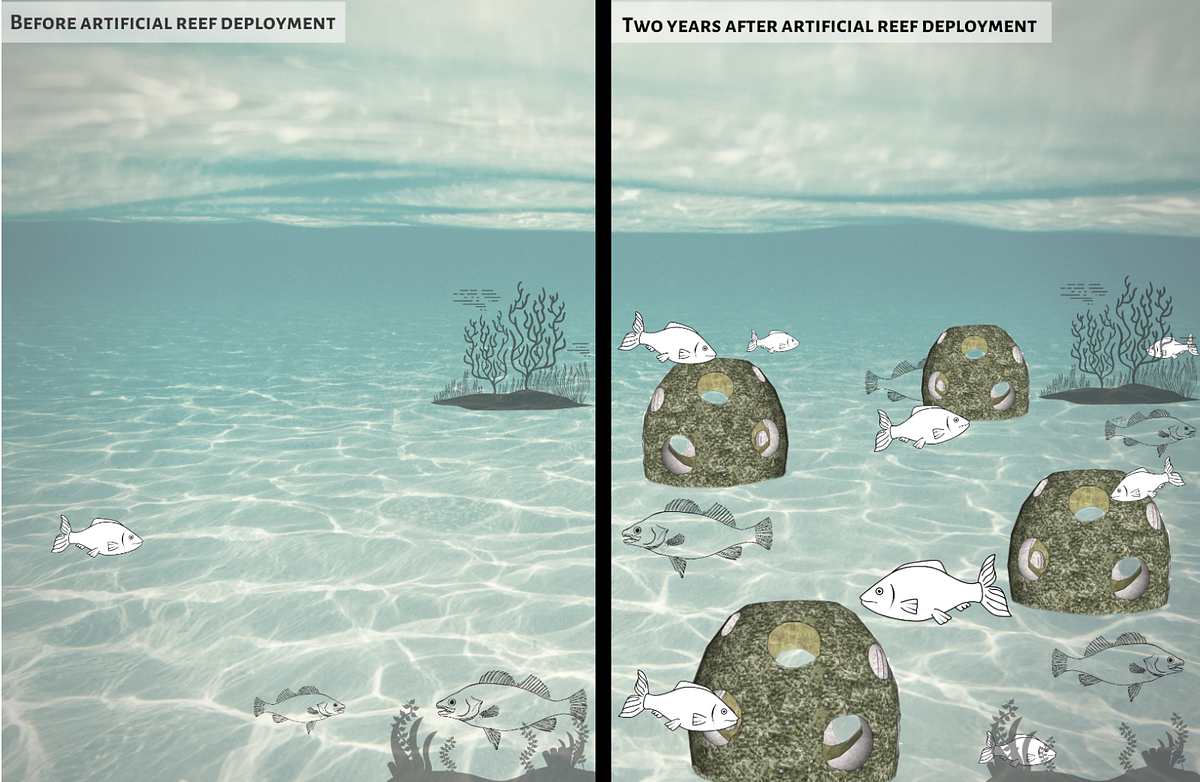 Are Fish Particular About Artificial Reefs? | by Ellie Allain | Medium