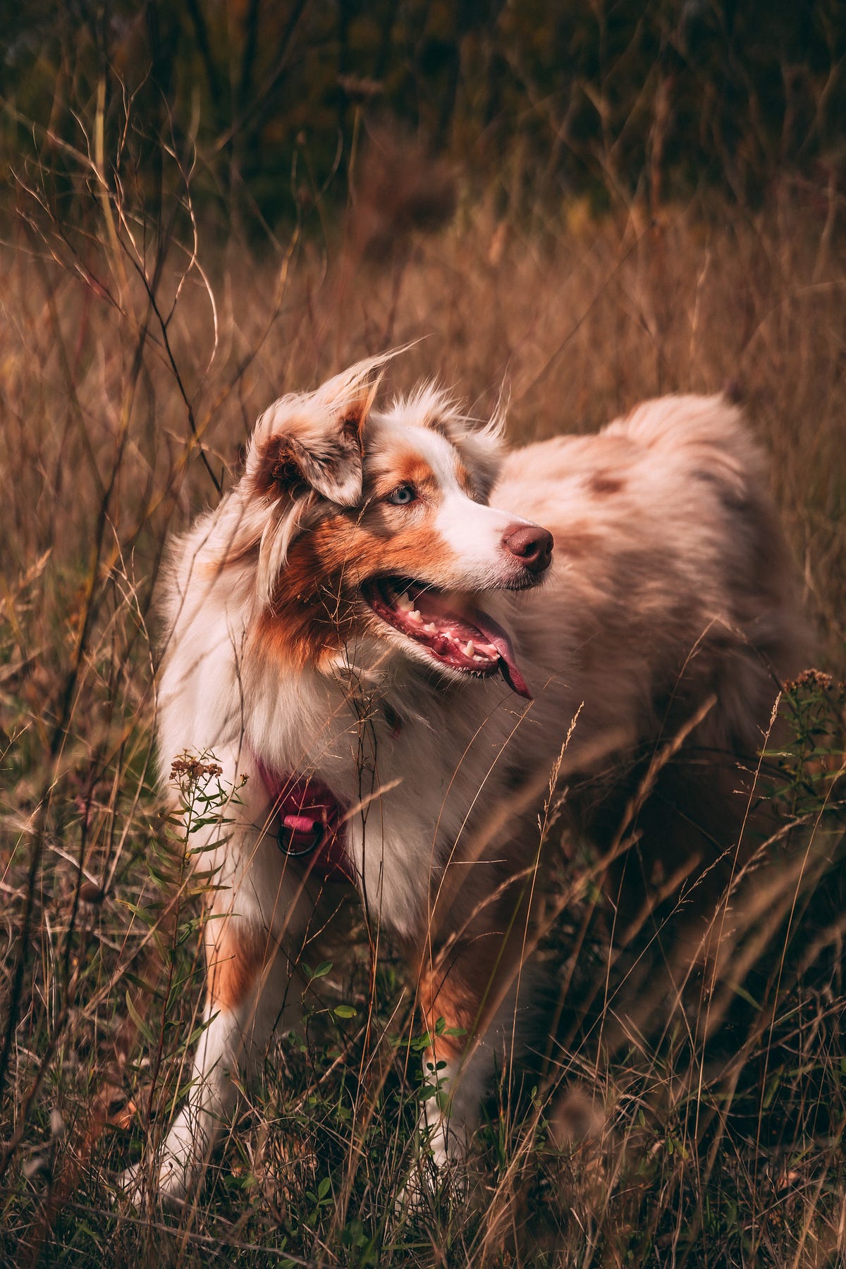 Perfect Guide for Imperfect Dog Owners: Embracing Imperfections with ...