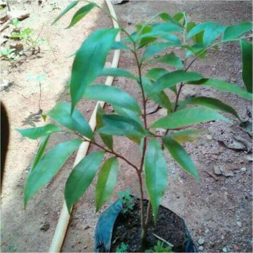 Bibit Gaharu Aqualaria Malacensis Kota Cirebon | by Joyokarto Florist ...