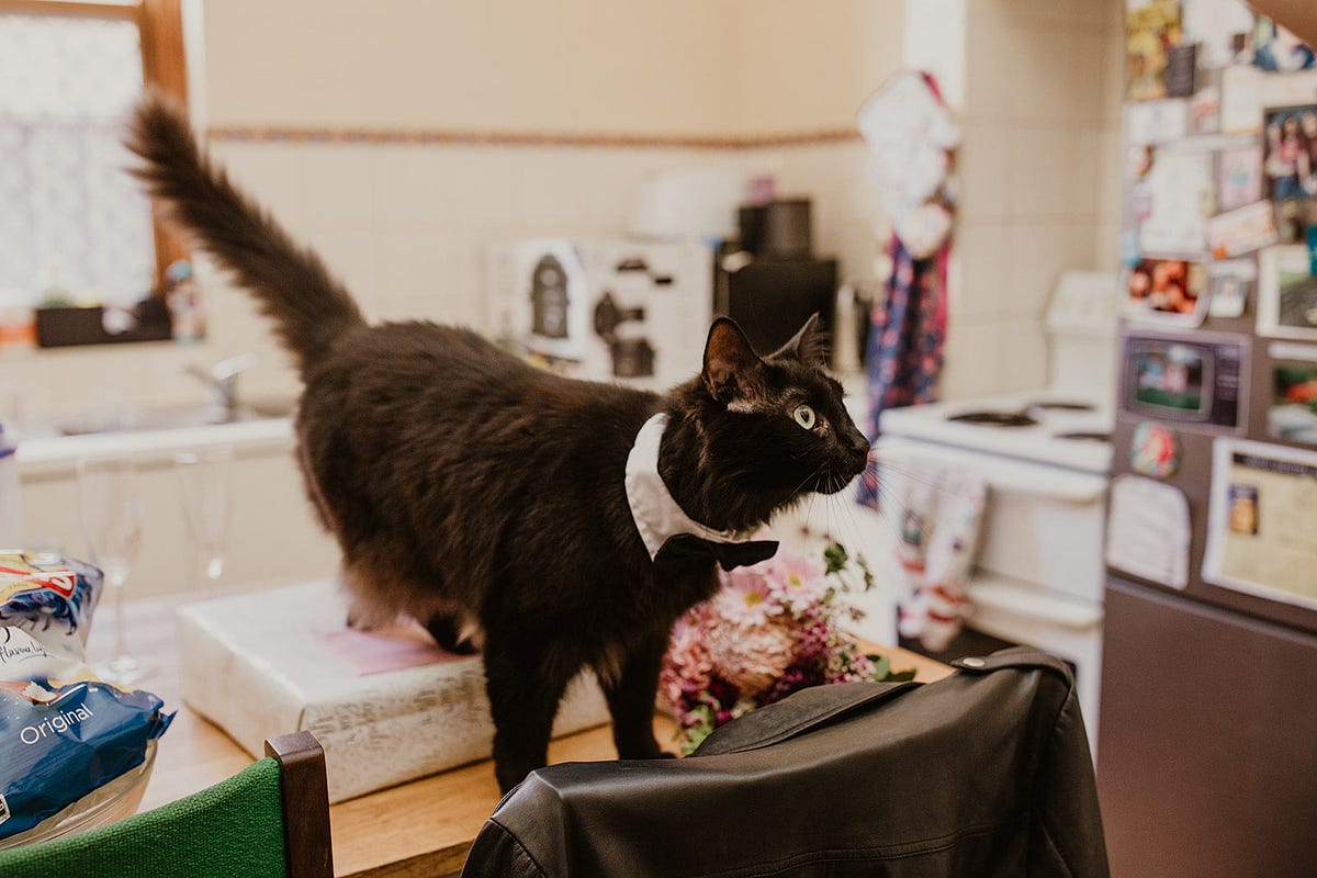 Just a Love Letter to my Cat. Hendrix was, and is, my first pet. | by ...