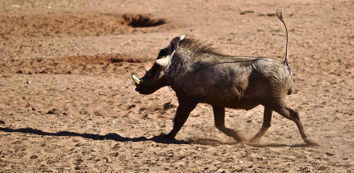 Warts!. Wildlife biologist and outdoor writer… | by Hornady Manufacturing | The Hole Story