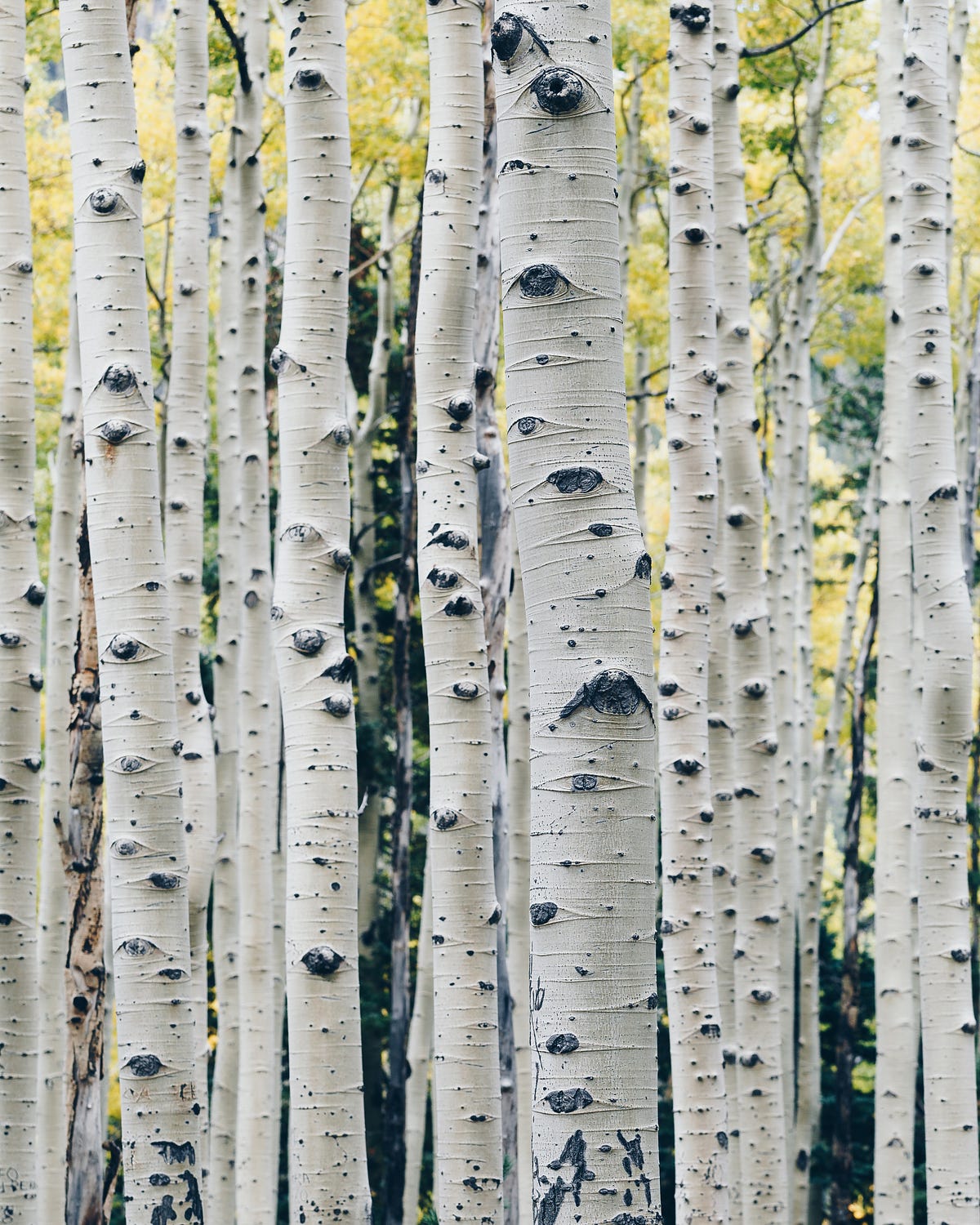 Aspen Tree Eyes. The familiar flapping of Aspen Tree… | by Akashic ...