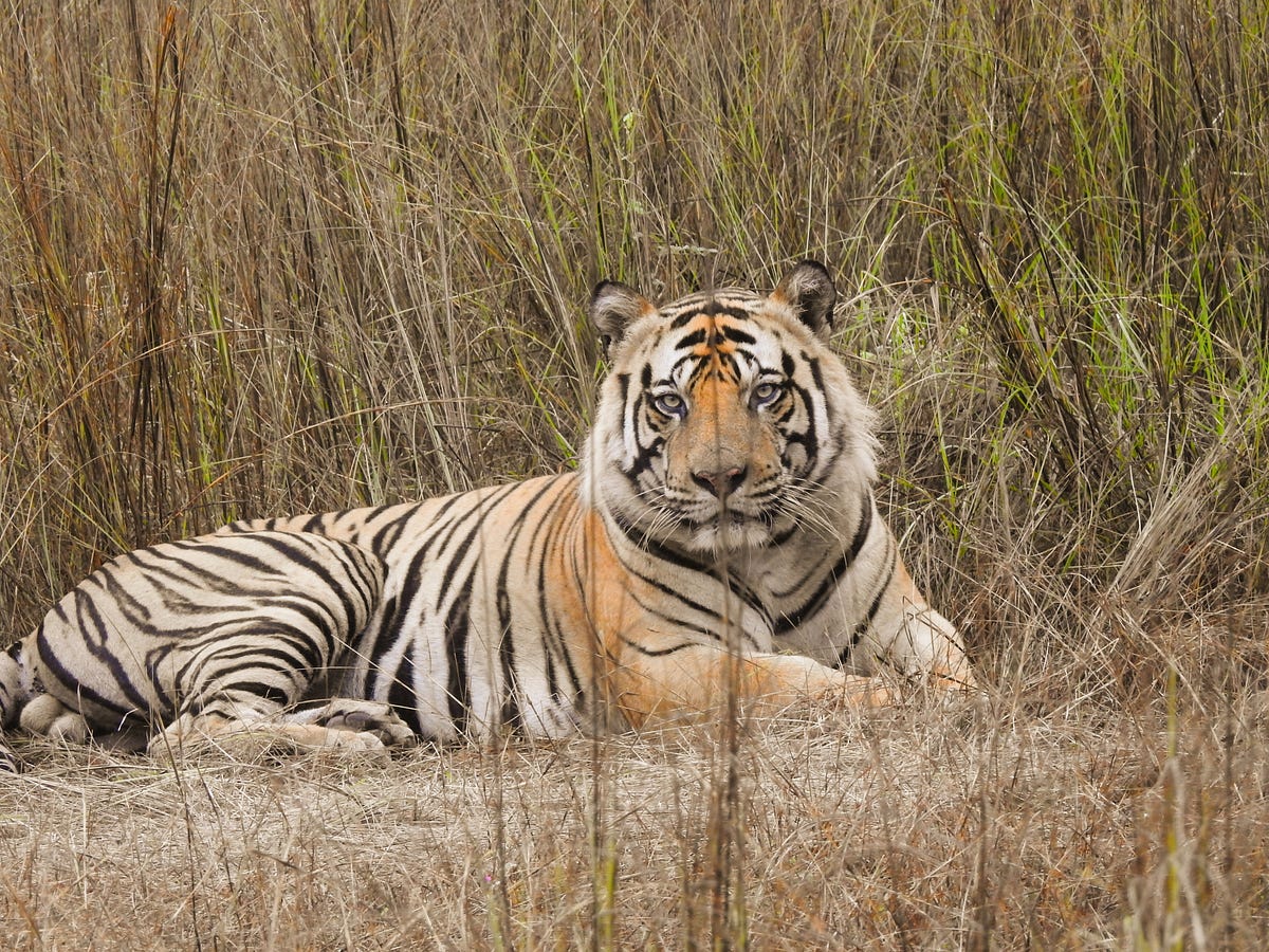 Life with the Wildlife. Inside Stories of India’s Biggest Tiger… | by ...