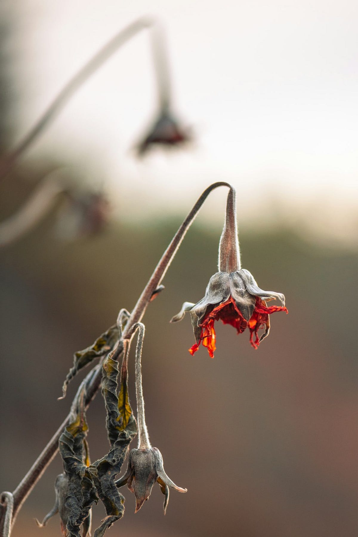 The Siege. A short dystopian tale on heroism… | by Ouanessa Nana | Jan ...