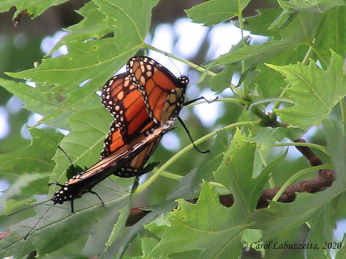 First Signs of a New Monarch Butterfly Generation | by Carol Labuzzetta ...