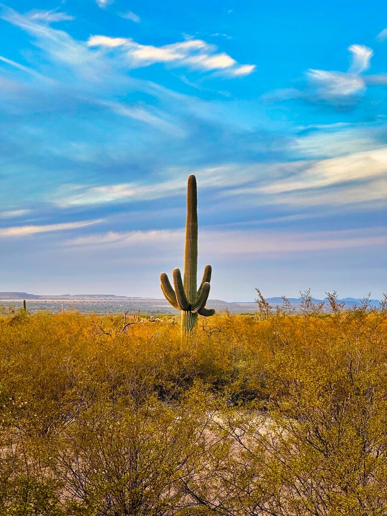 Desert Living Unveiled: What I Discovered After Moving from the Midwest ...