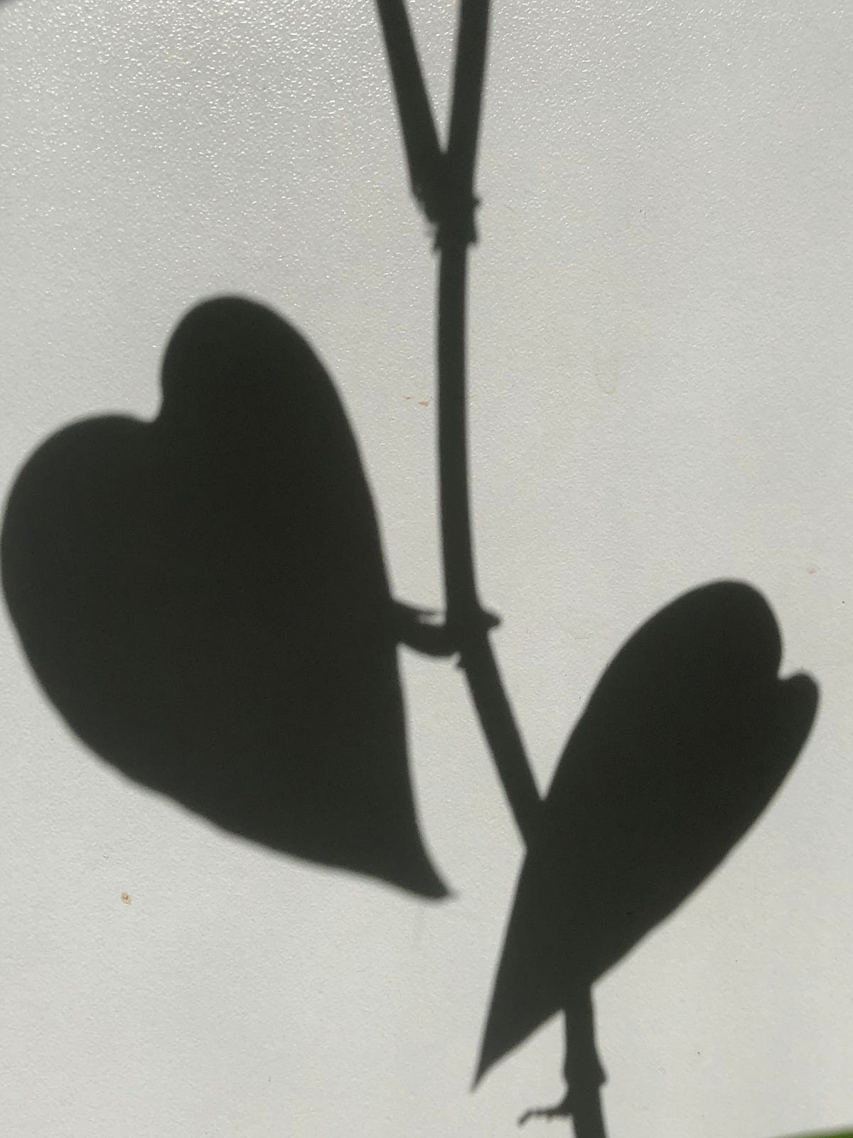 Seeing Hearts in the Shadows - Six Word Photo Story Challenge - Medium