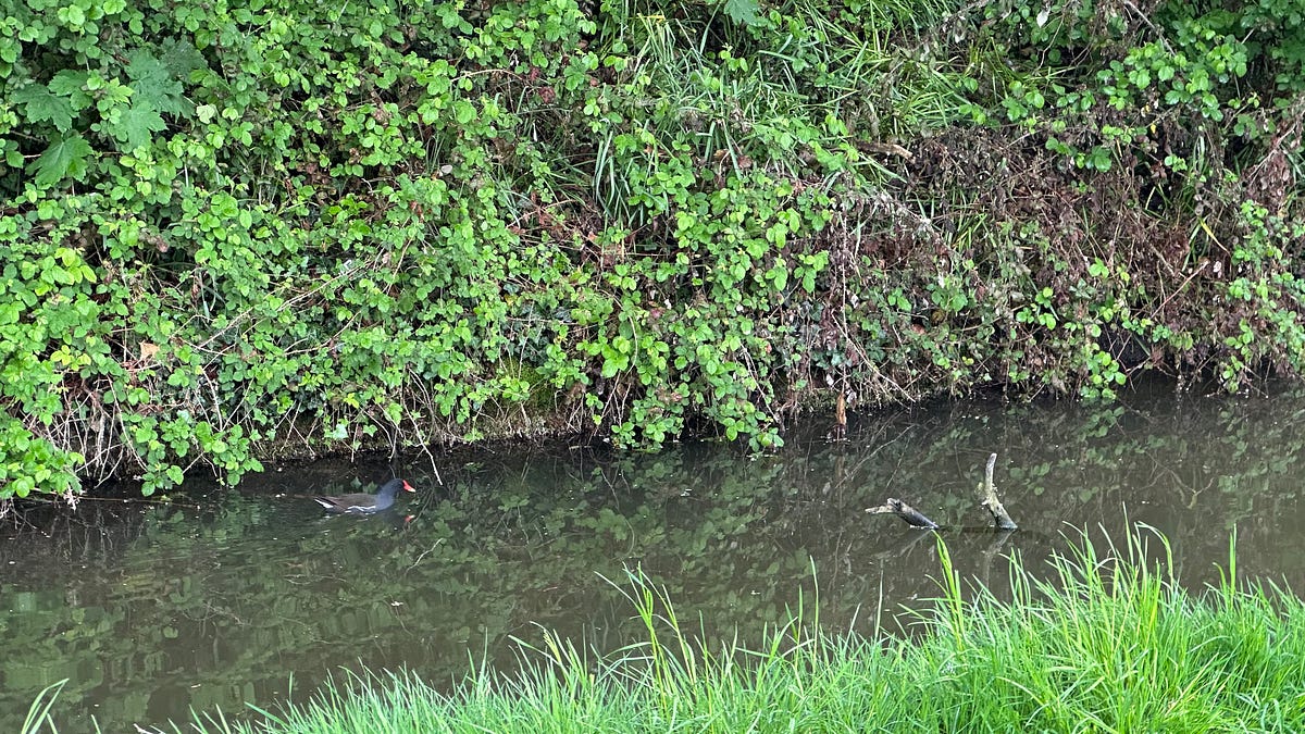 Jesus Ditch: Mud and Bones. The moorhen came paddling along Jesus… | by ...