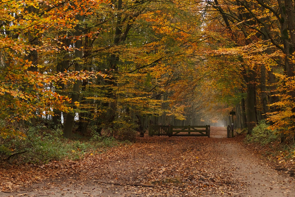 8 Perfect Autumn Walks in the UK. Ahh autumn! It’s a season of color ...