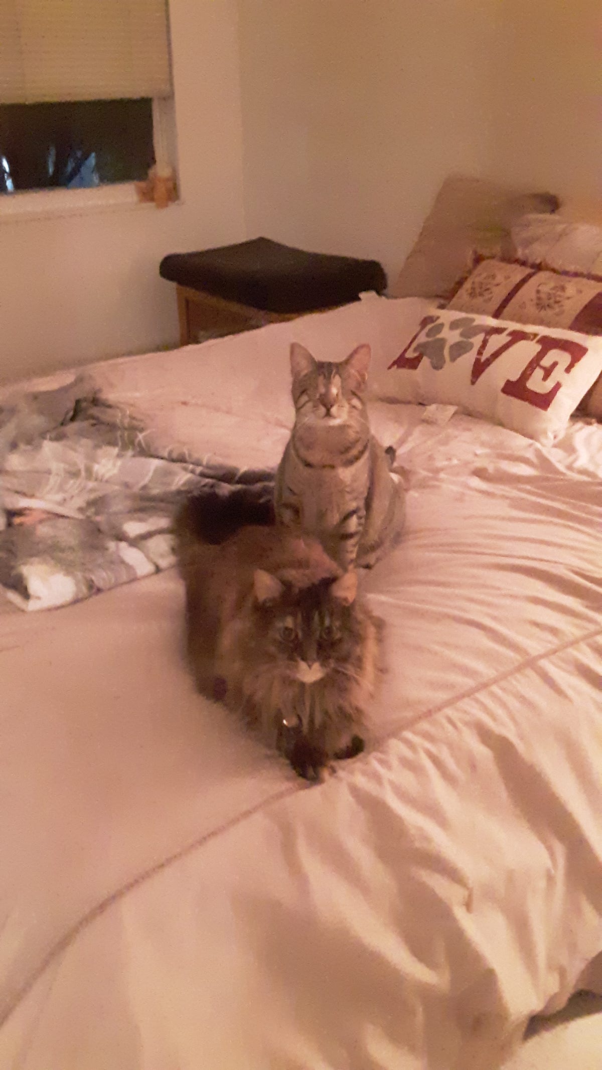 Playing Tag With A Blind Kitten. How I knew my other cats accepted my ...