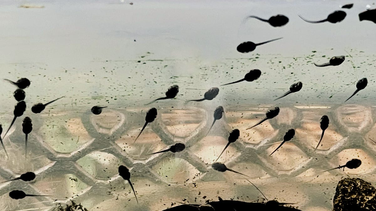 Collecting Tadpoles. October Six Word Photo Story Challenge… | by ...