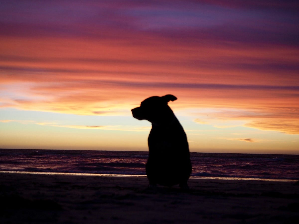 What’s God Spelt Backwards?. DOG! Yep, I believe in dogs! | by ...